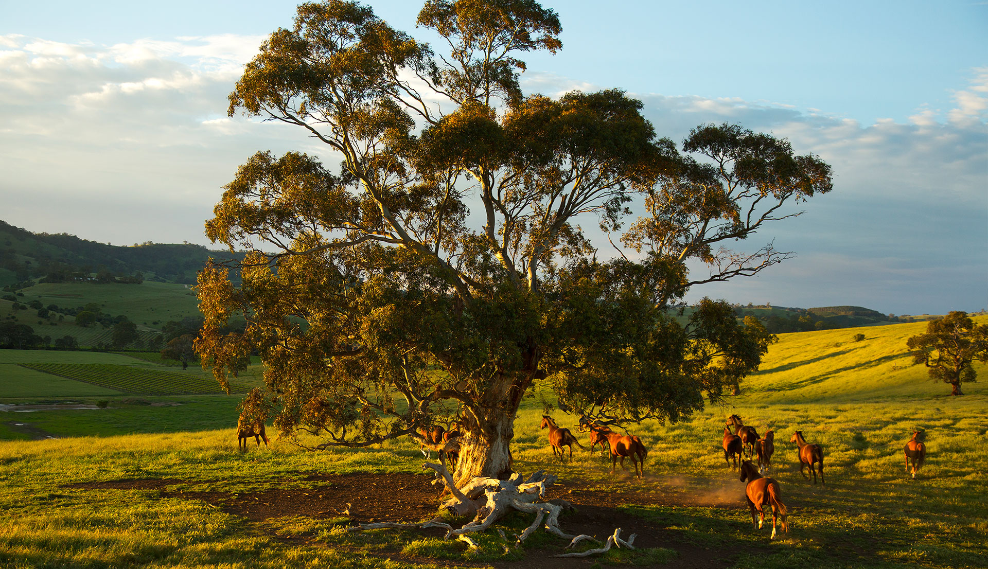 Norm's Farm Bed & Breakfast Barossa Valley Accommodation